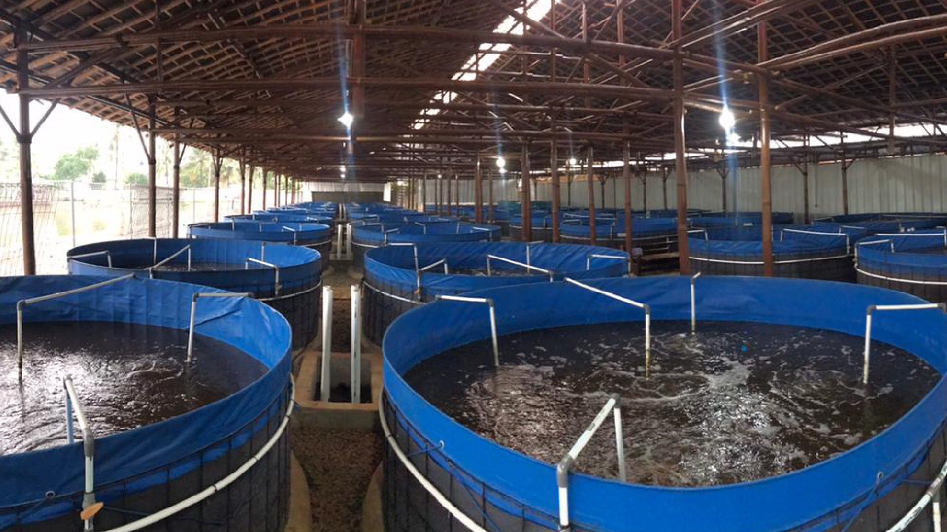 Budidaya bioflok dan 3 perbedaan hasil rasanya dengan....