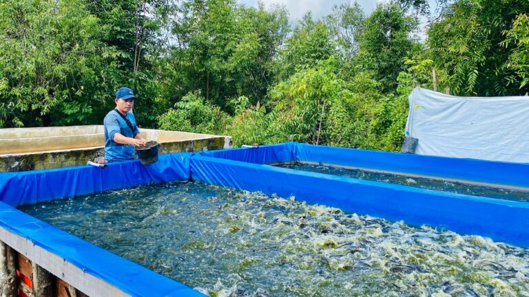 5 Panduan Cara Budidaya Ikan Lele Di Kolam Terpal