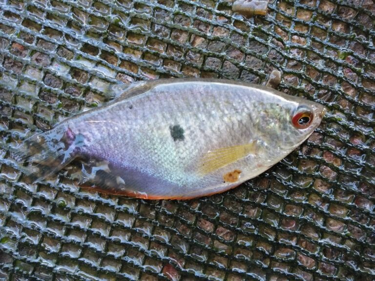 5 Teknik Cara Memancing Ikan Sepat Untuk Pemula