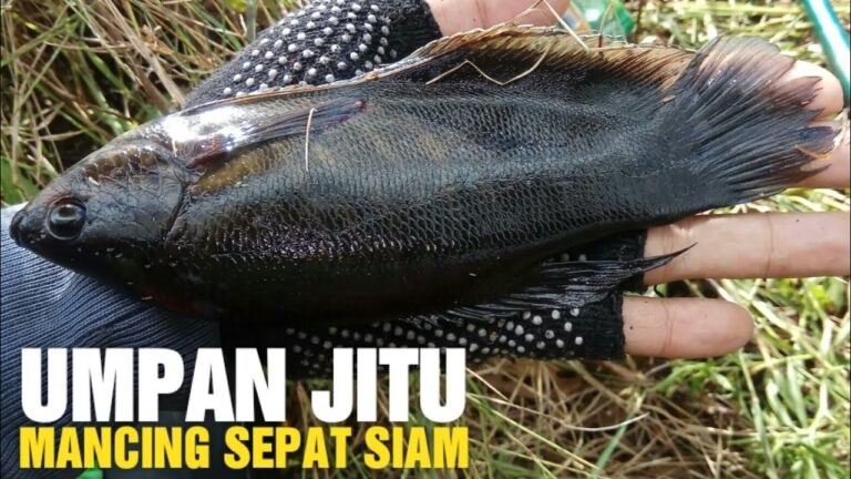 5 Teknik Cara Meracik Umpan Ikan Sepat Untuk Pemula